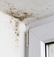 What Does Black Mold Look Like? Spot the Spores | Grange Insurance
